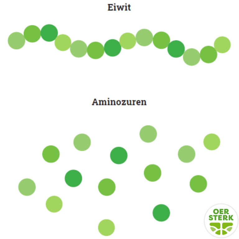 Eiwitten: waarom heb je ze nodig? (en hoeveel?) - OERsterk.nu